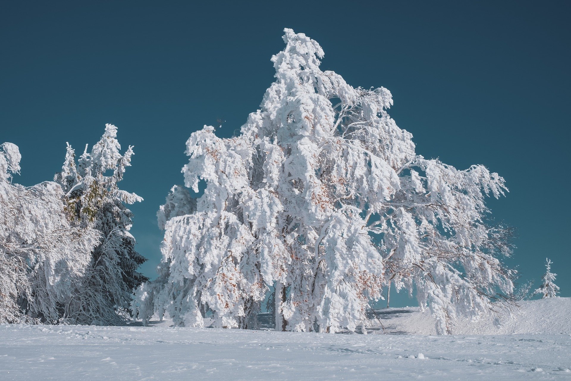 Tree Care for Winter | Certified Arborist | P & A Urban Forestry Consulting